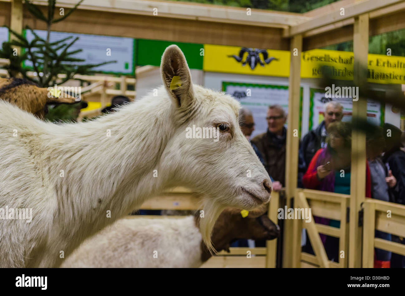 Compound with white goats at "Green Week" in Berlin, Germany Stock ...