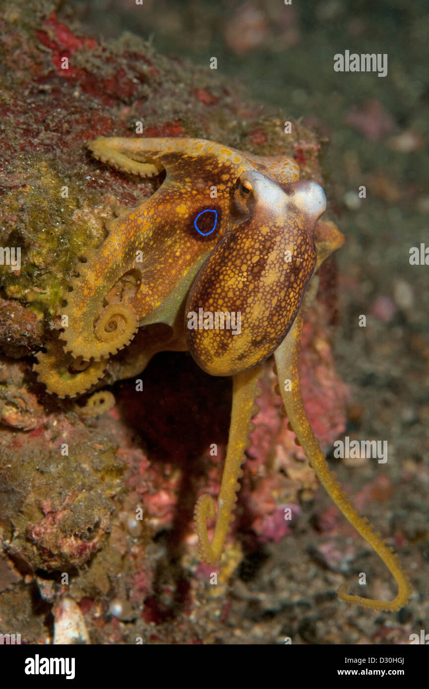 Octopus siphon hi-res stock photography and images - Alamy
