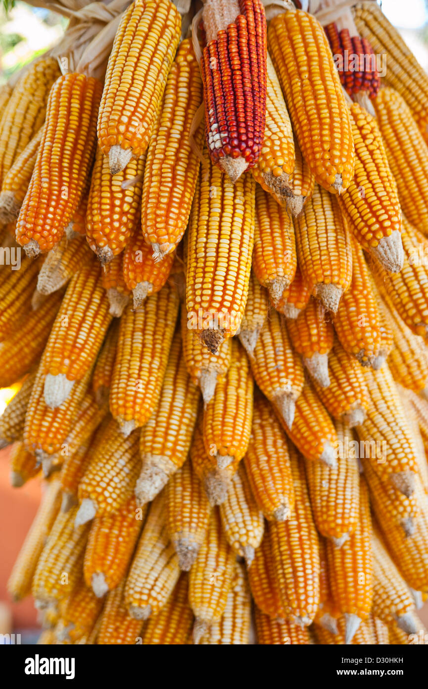 Corn seed texture hi-res stock photography and images - Alamy