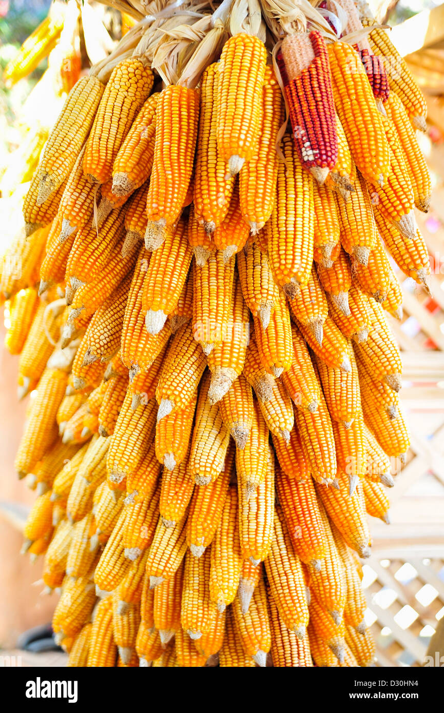 Golden corn hi-res stock photography and images - Alamy