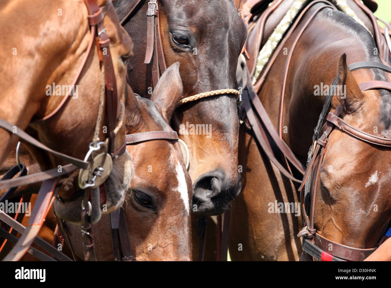 United arab emirates horses hi-res stock photography and images - Alamy