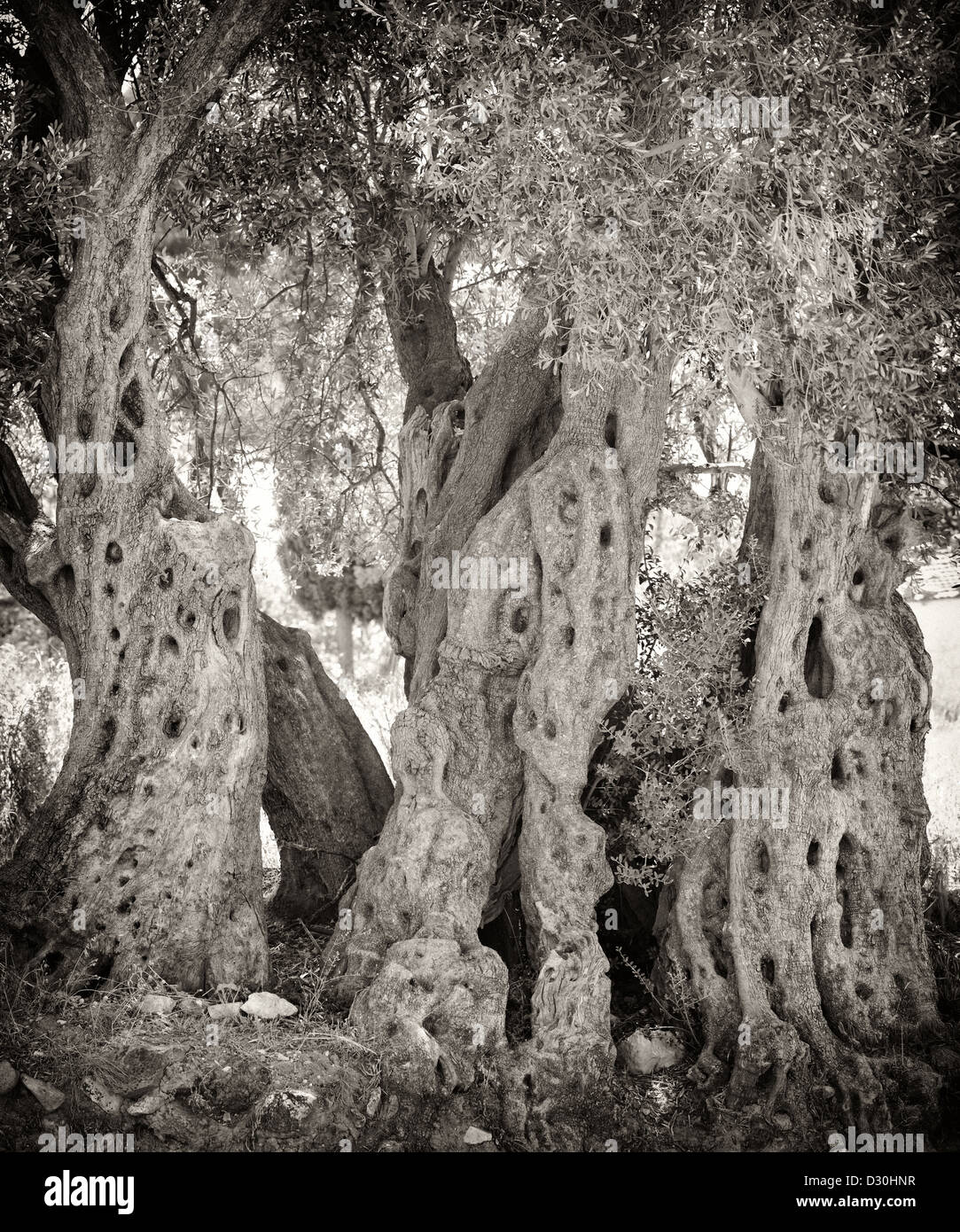 An ancient Greek olive tree, split into different trunks, on the island ...