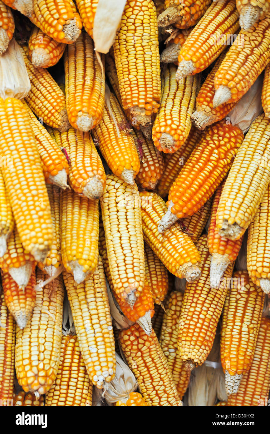 Golden corn hi-res stock photography and images - Alamy