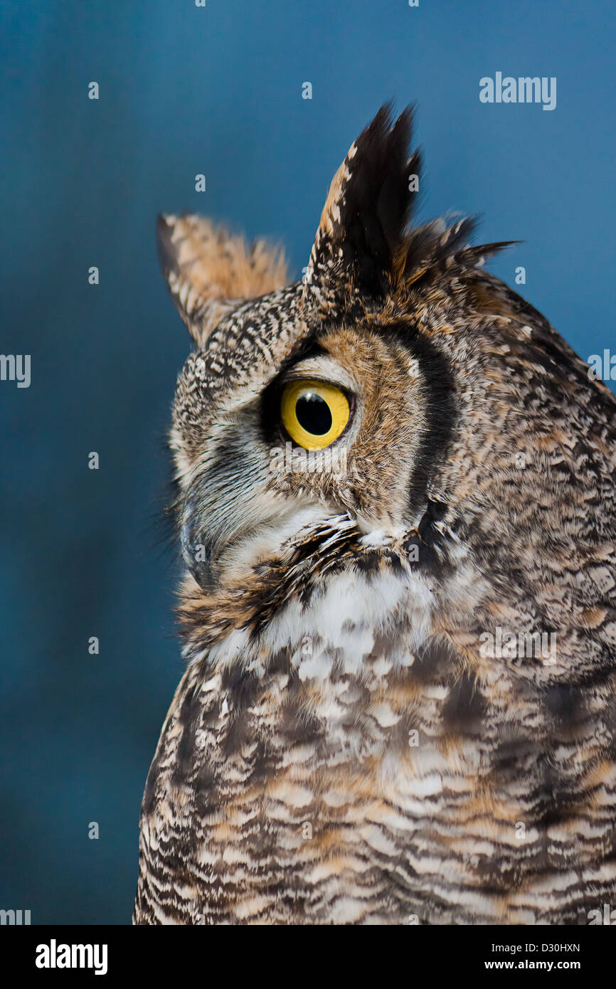 Great Horned Owl Face Side View