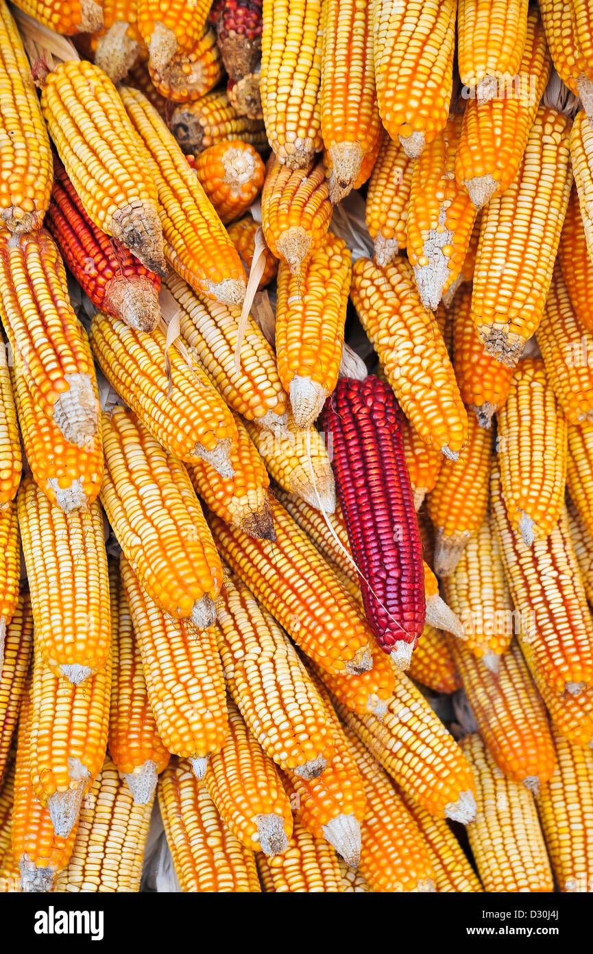 Golden corn hi-res stock photography and images - Alamy