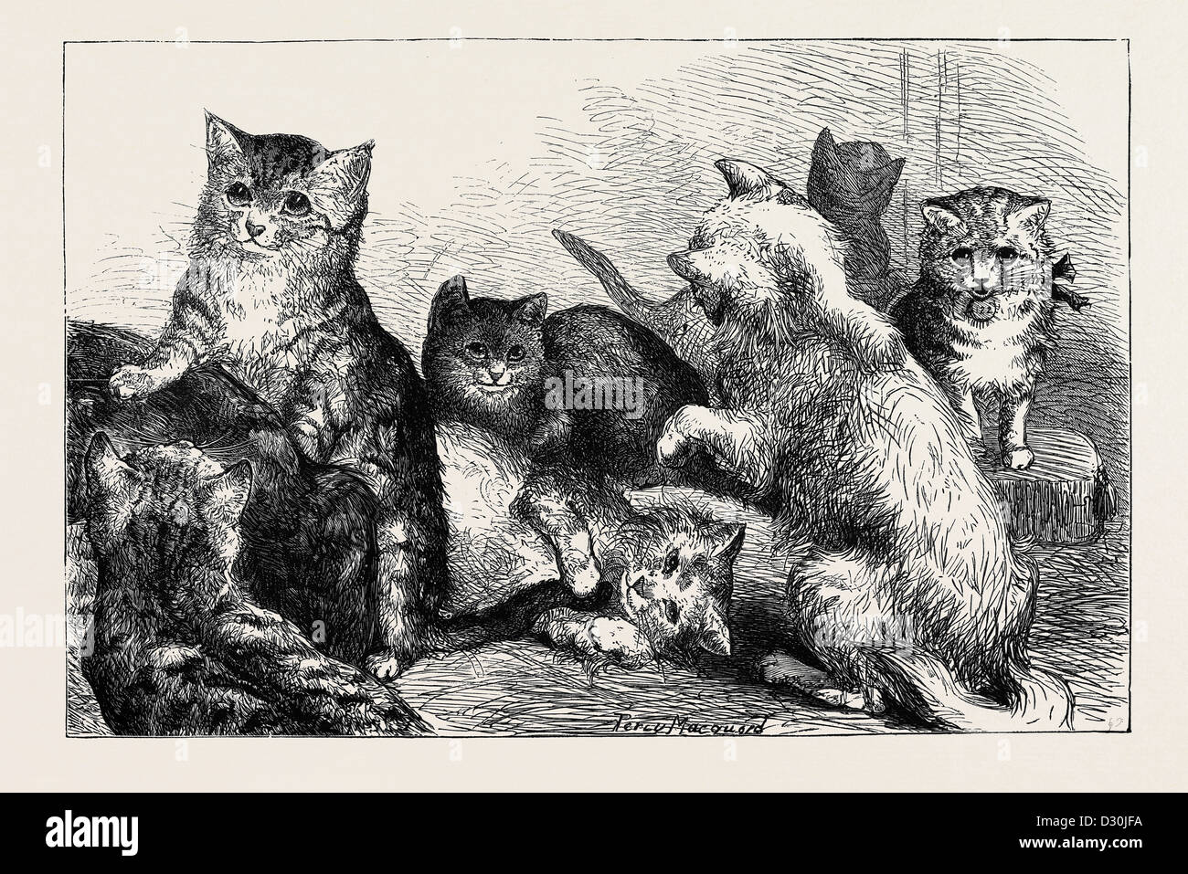 Palace cat hi-res stock photography and images - Alamy