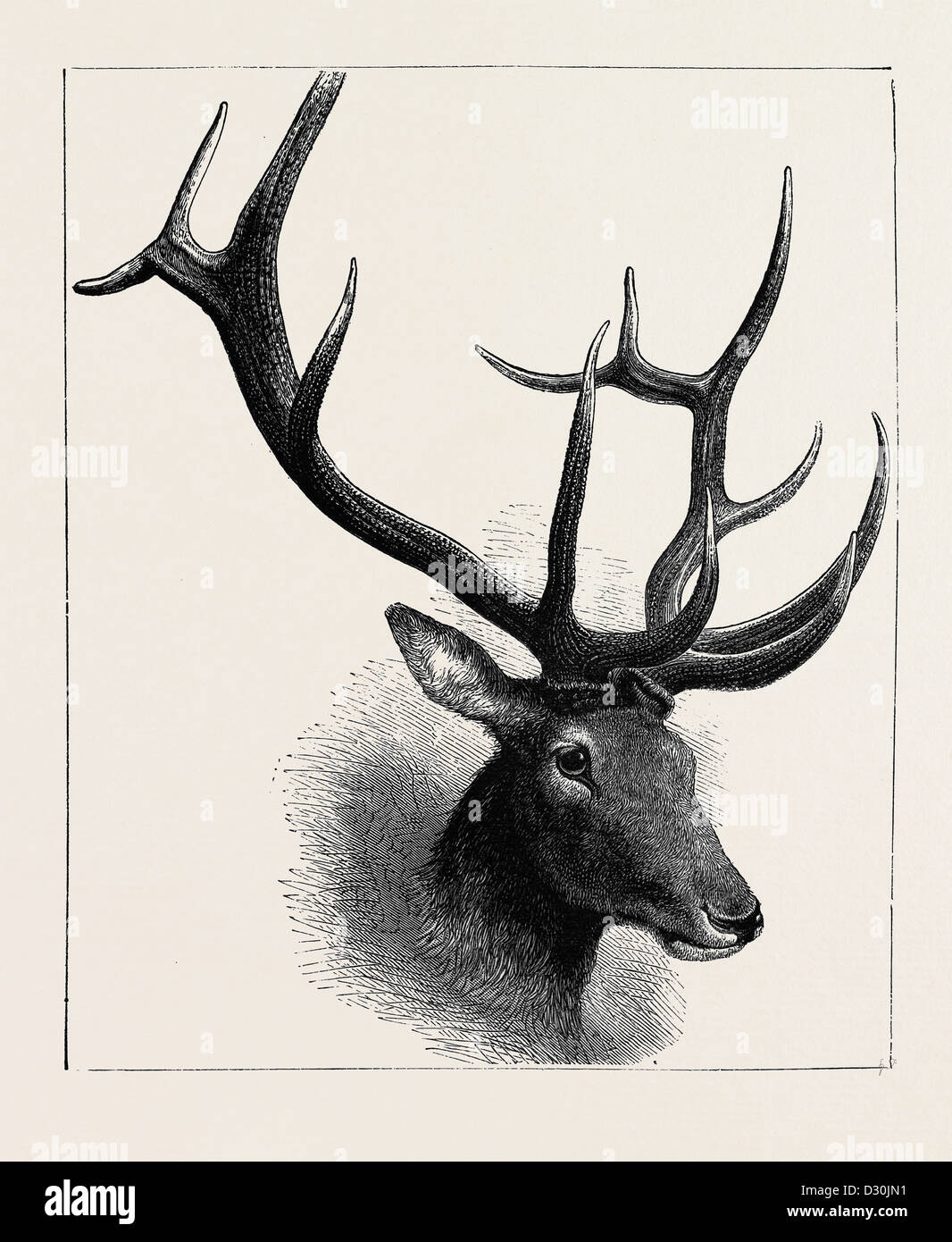 Deer head engraving hi-res stock photography and images - Alamy
