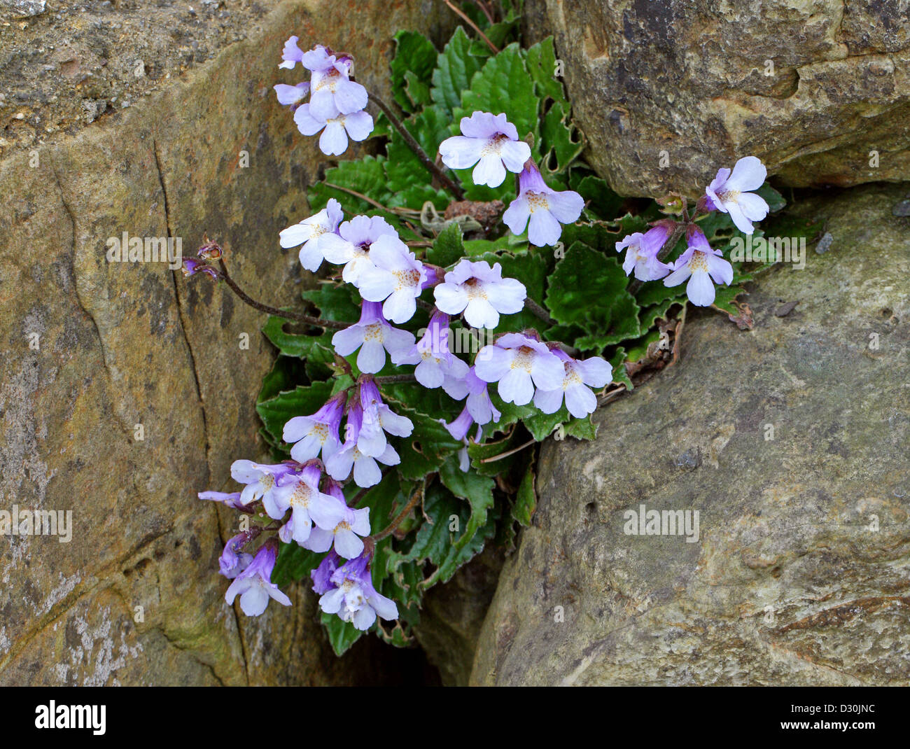 Haberlea, Haberlea rhodopensis, Gesneriaceae. Bulgaria, Greece, Europe ...