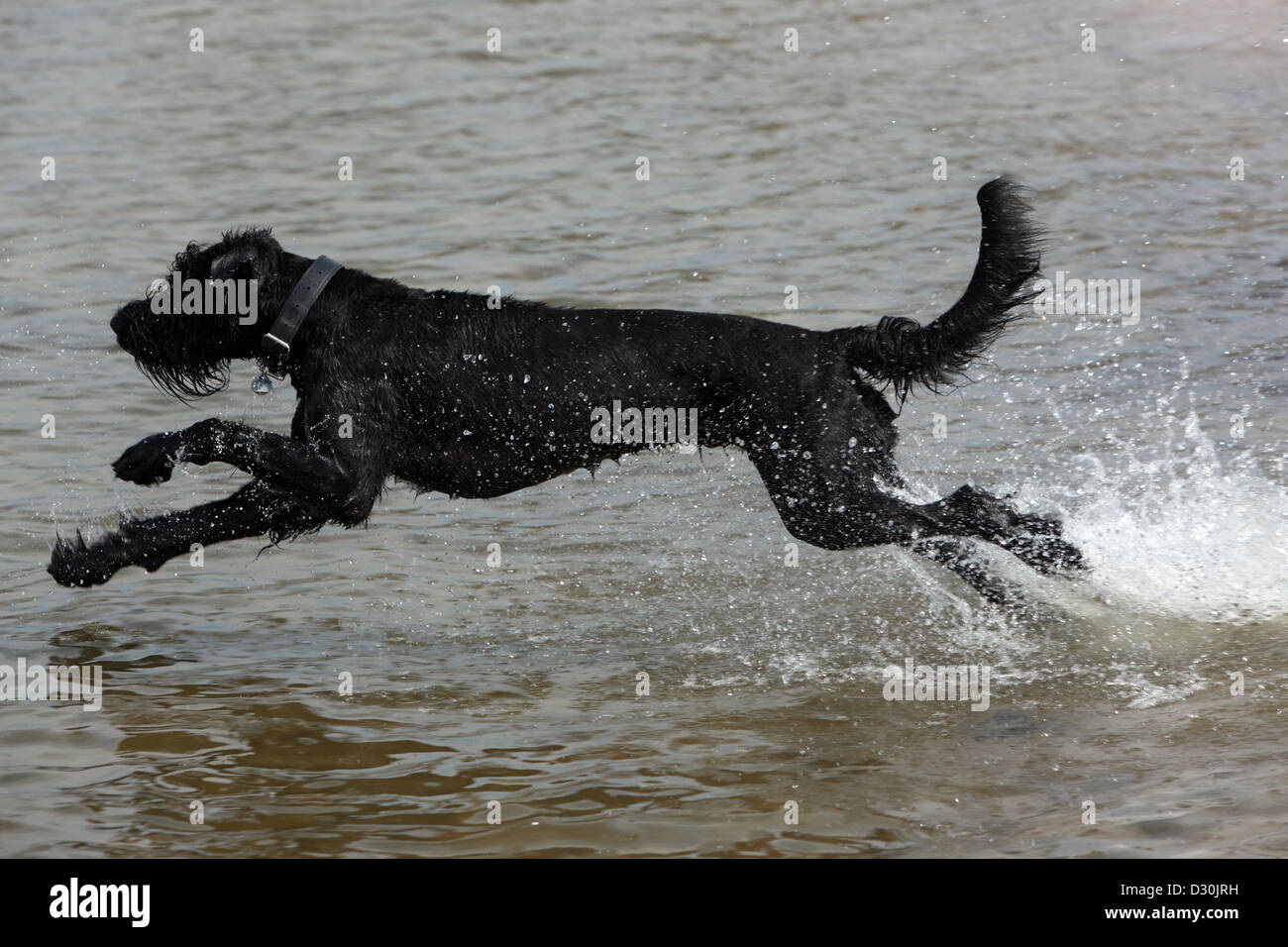 Dog running through sea hi-res stock photography and images - Alamy