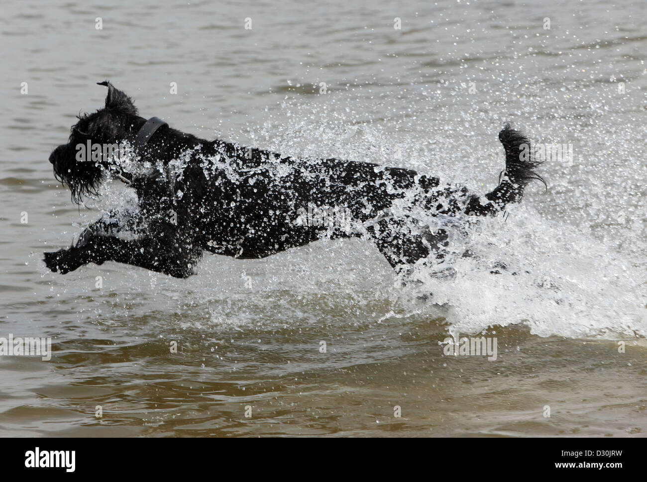 Dog running through sea hi-res stock photography and images - Alamy