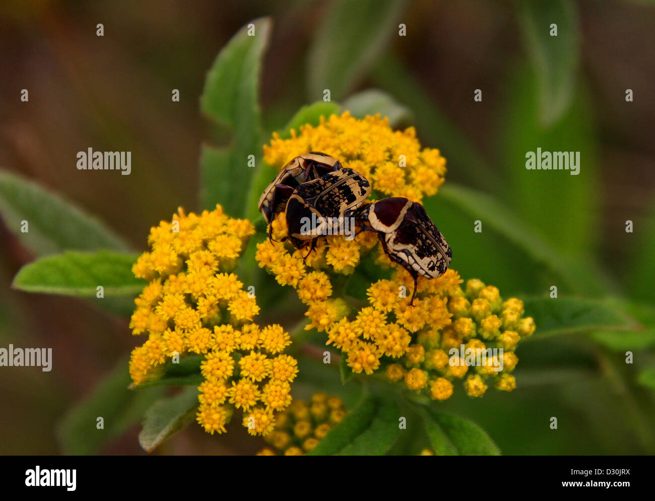 Cetoniidae hi-res stock photography and images - Alamy