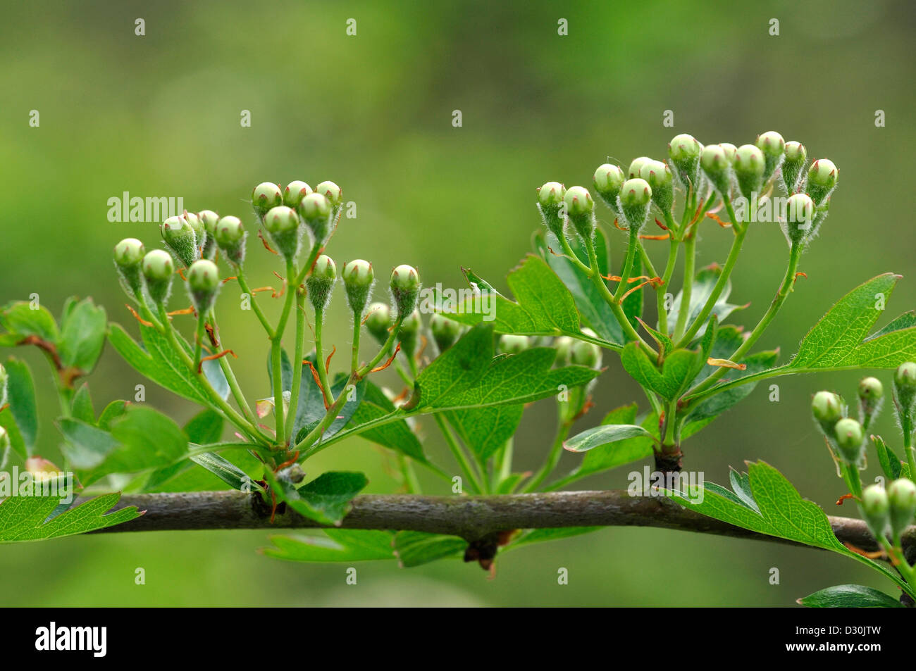 Hawthorn tree hi-res stock photography and images - Alamy