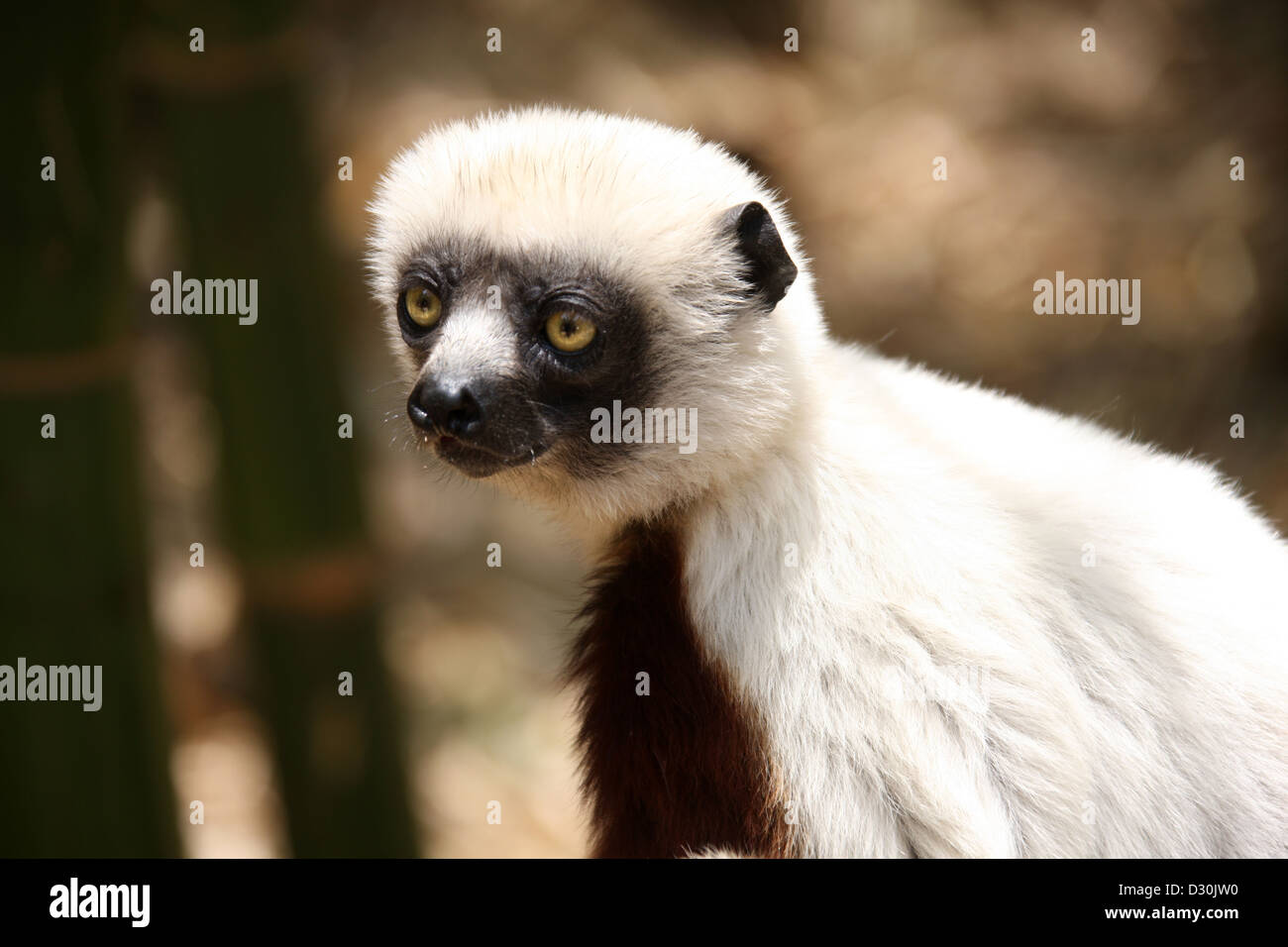 Coquerel’s Sifaka, Propithecus coquereli, Indriidae, Primates ...