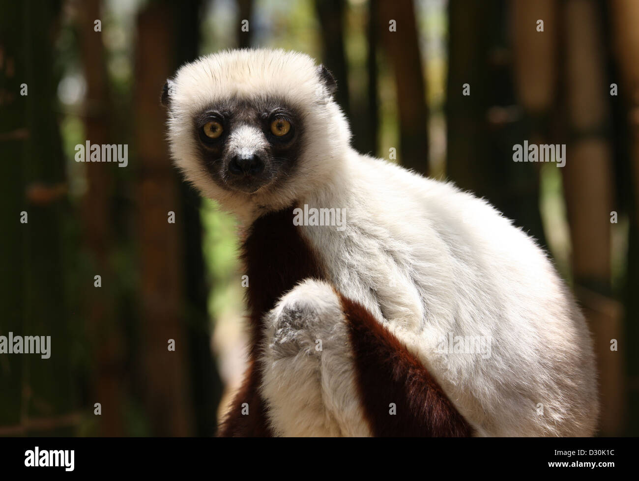 Coquerel’s Sifaka, Propithecus coquereli, Indriidae, Primates ...