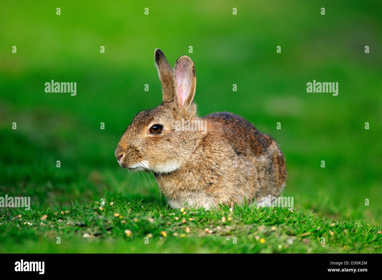 A rabbit in grass Stock Photo - Alamy