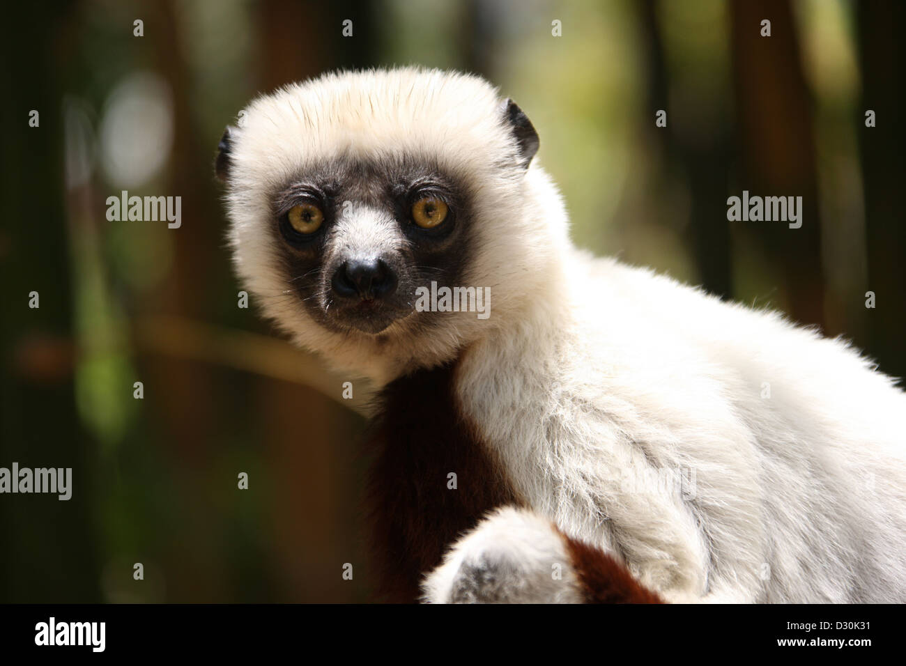 Madagascar fauna hi-res stock photography and images - Alamy