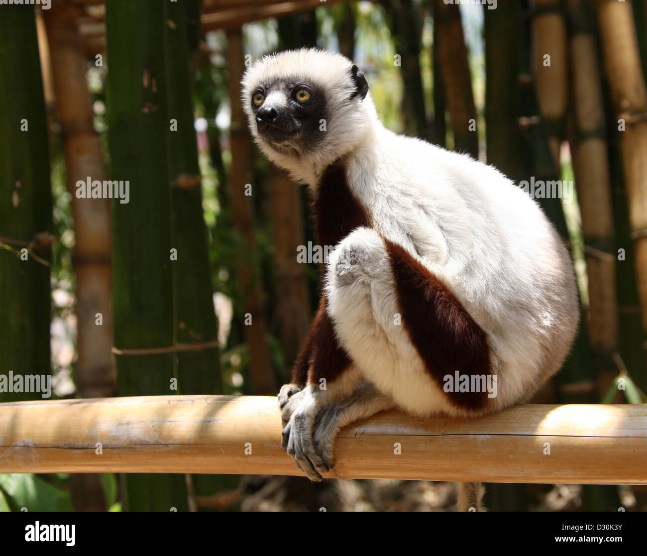 Coquerel’s Sifaka, Propithecus coquereli, Indriidae, Primates ...