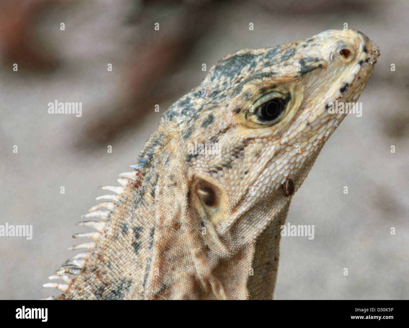 Black iguana, Ctenosaura similis, with tick on jaw. Manuel Antonio ...