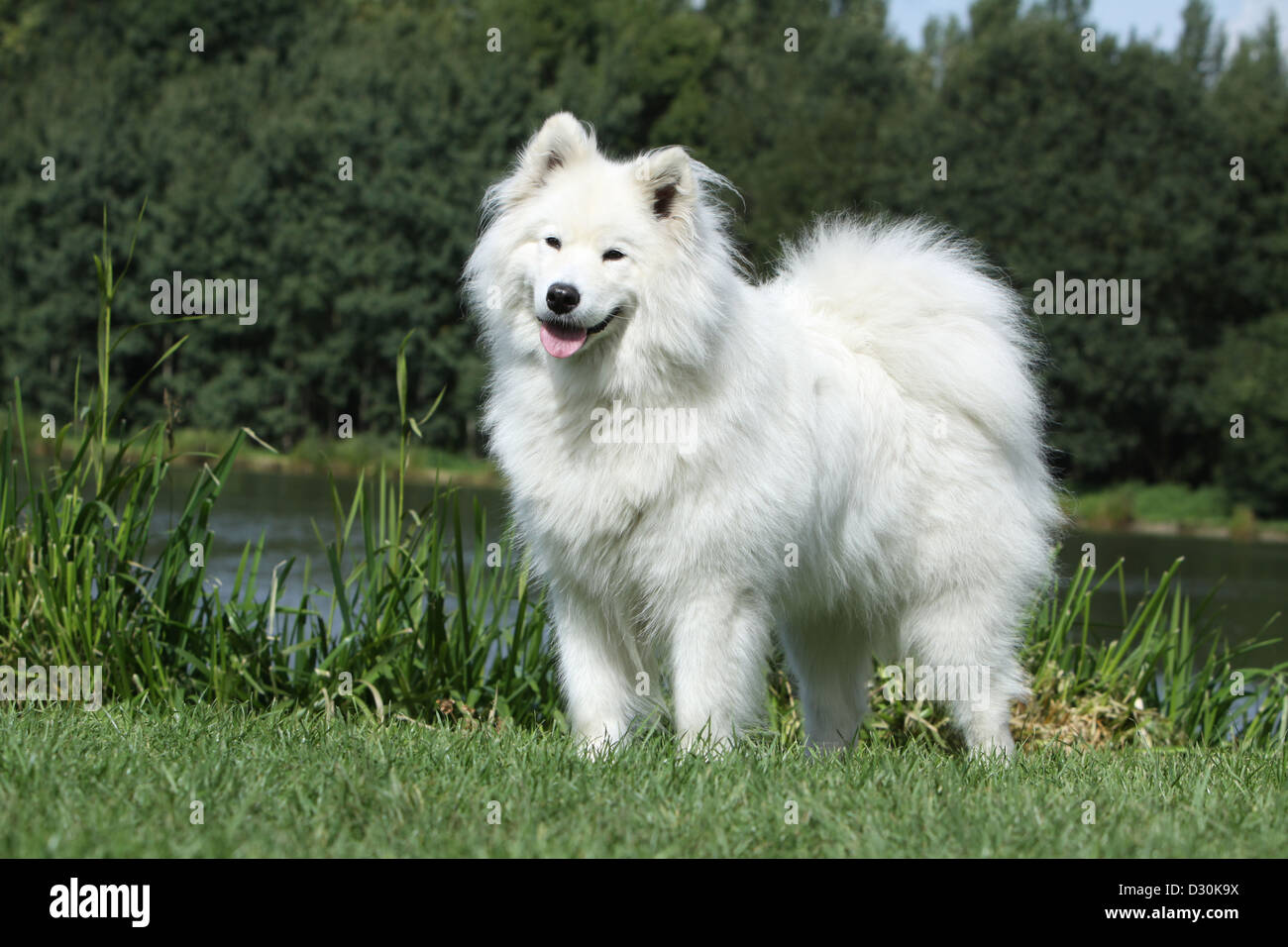 Dog Samoyed / Samojede adult standing on the edge of a pond Stock Photo ...