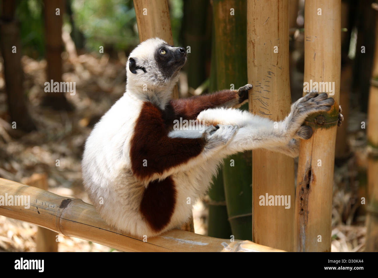 Coquerel’s Sifaka, Propithecus coquereli, Indriidae, Primates ...