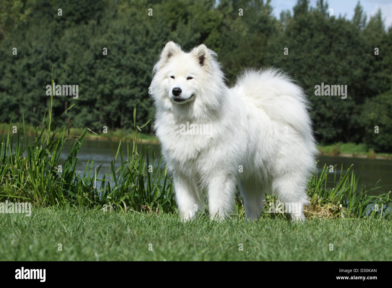 Dog Samoyed / Samojede adult standing on the edge of a pond Stock Photo ...