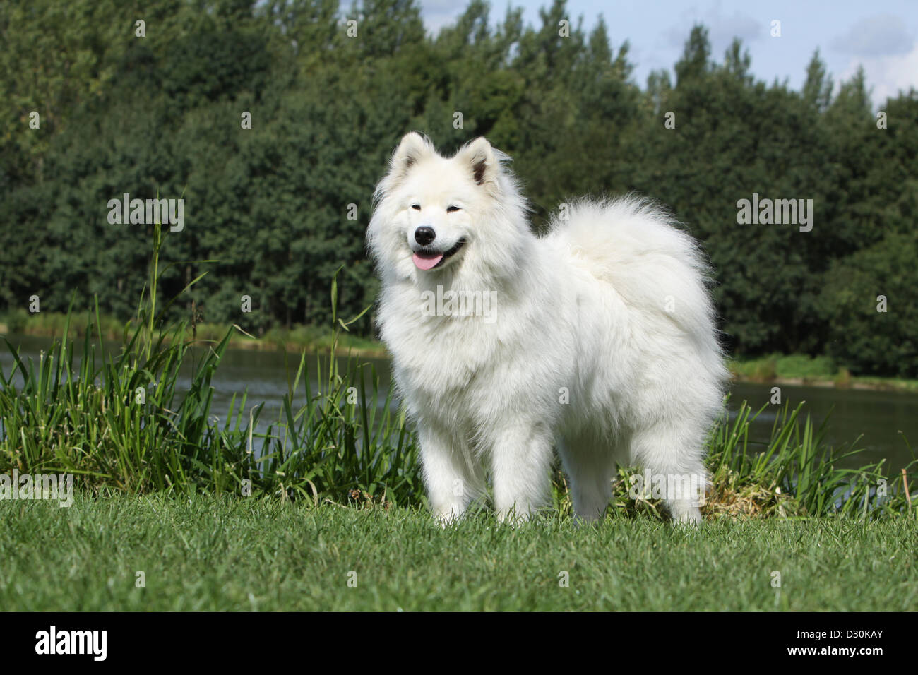 Dog Samoyed / Samojede adult standing on the edge of a pond Stock Photo ...