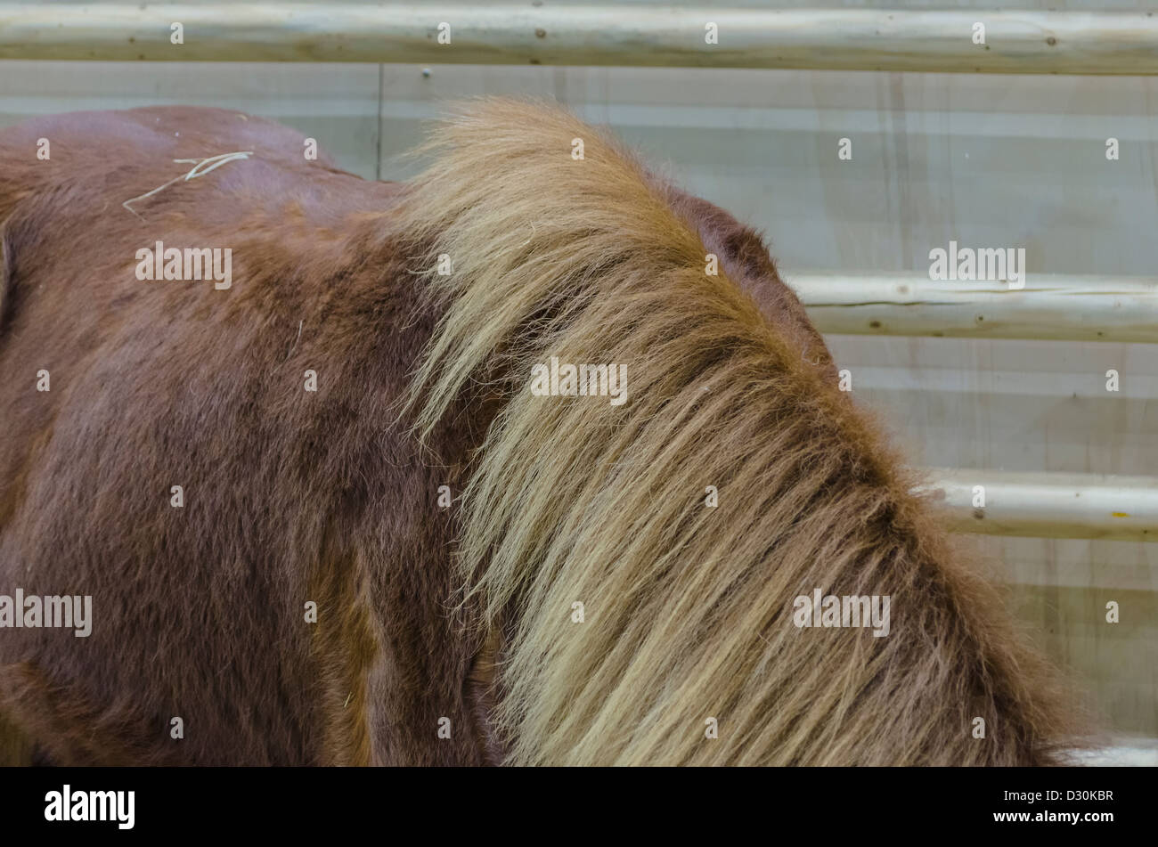 Close-up of horse mane at "Green Week" in Berlin, Germany Stock Photo ...