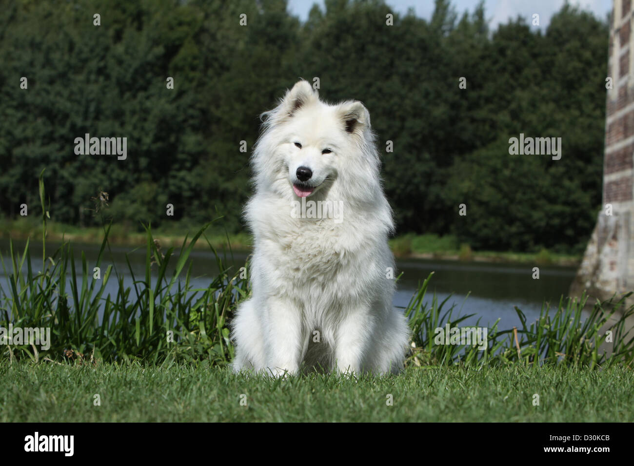 Samoyed Grown Up