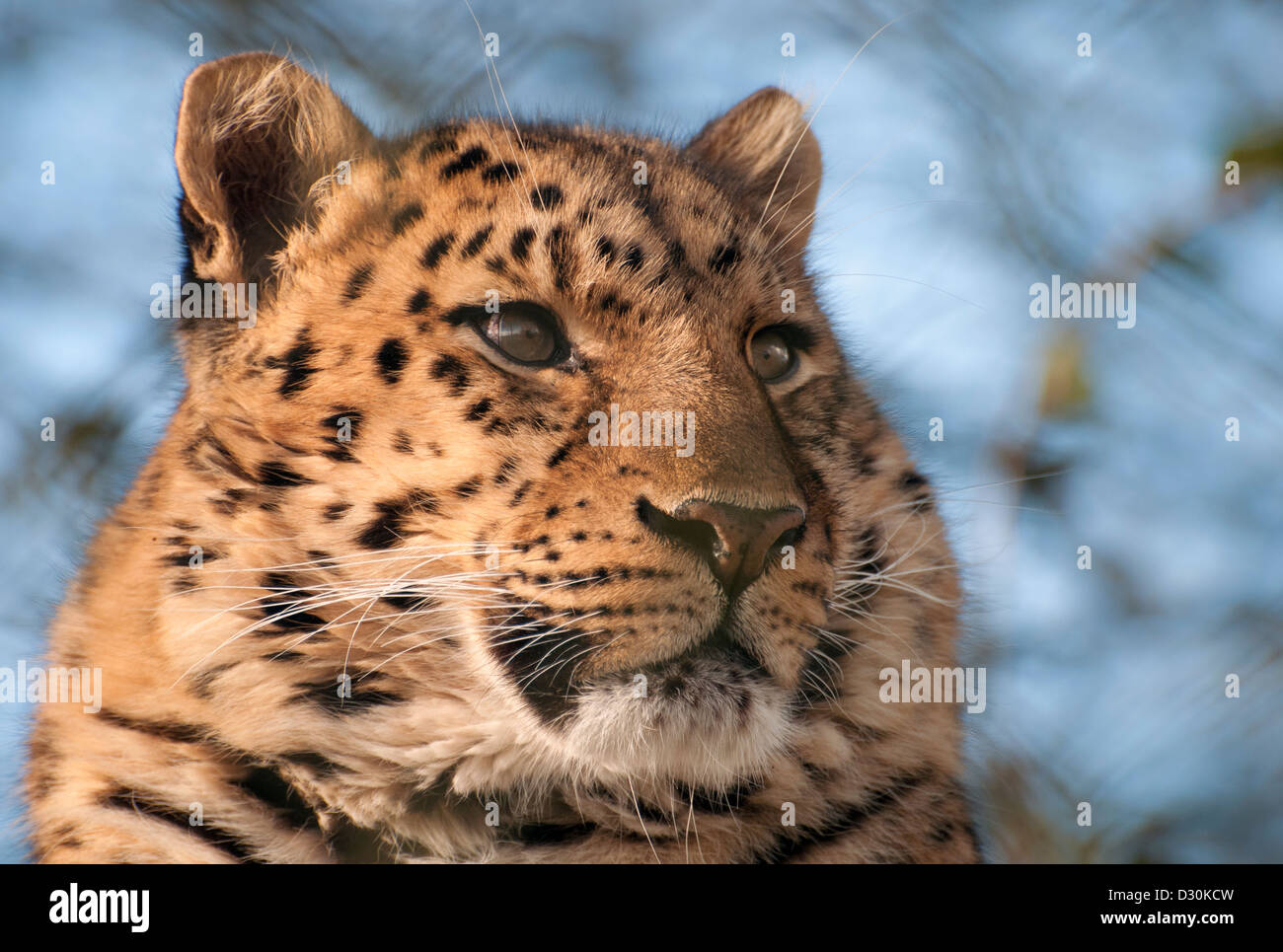 Male Amur leopard (close-up Stock Photo - Alamy