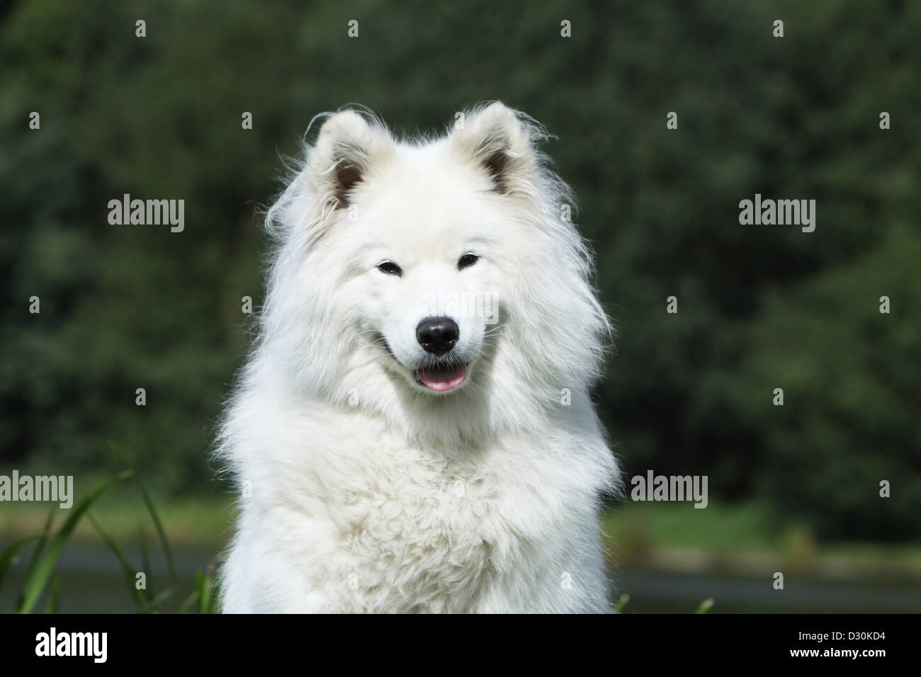 Dog Samoyed / Samojede adult portrait Stock Photo - Alamy