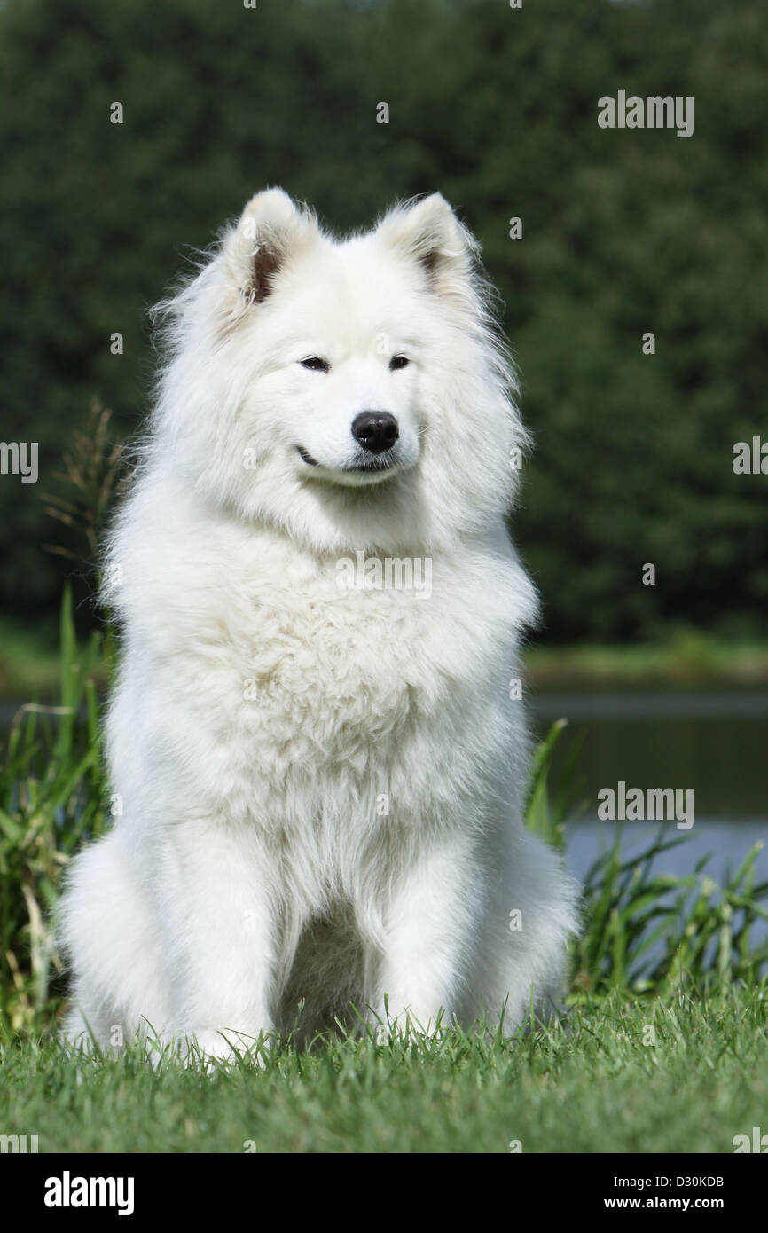 Samojeed hi-res stock photography and images - Alamy