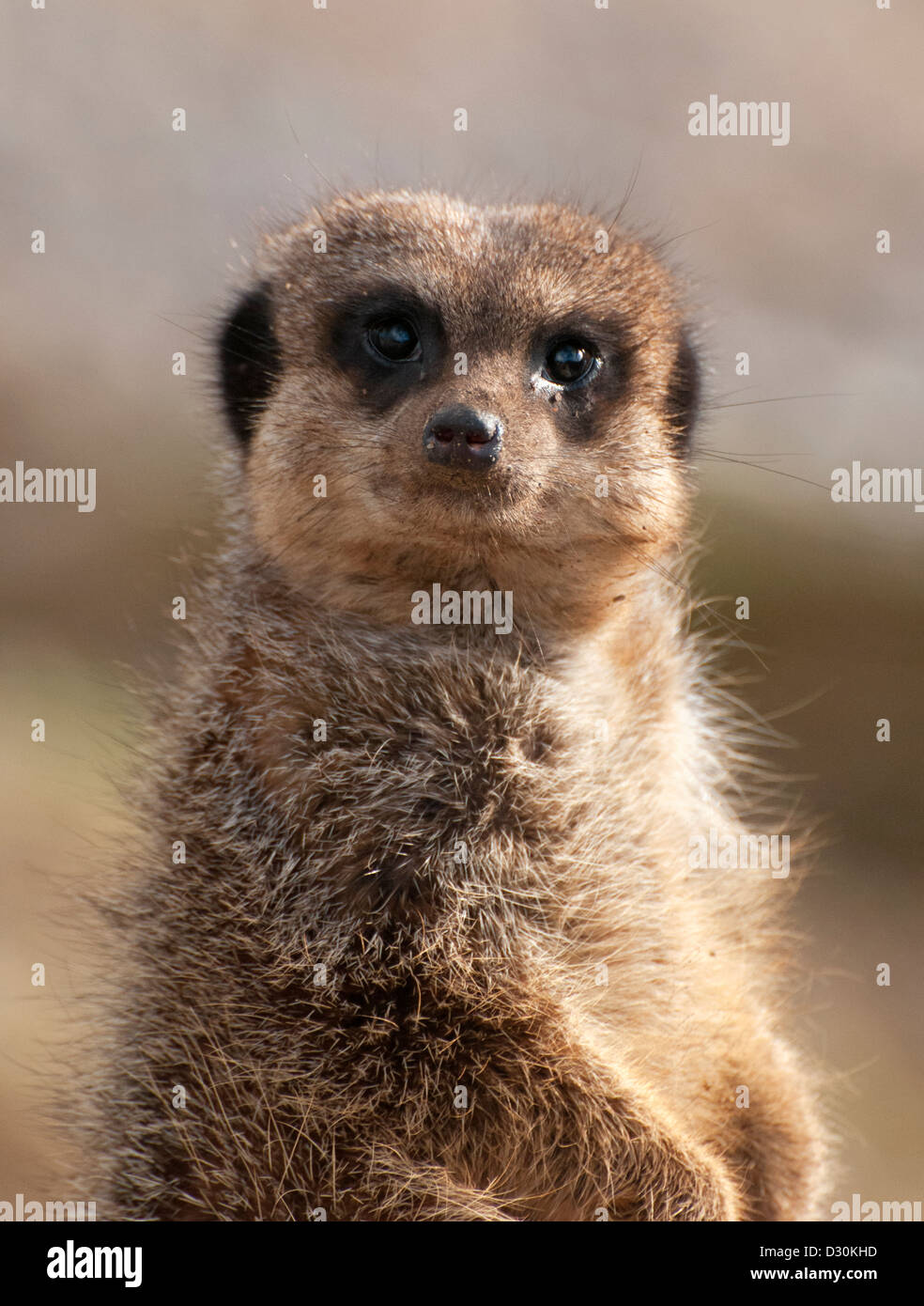 Meerkat looking at camera Stock Photo - Alamy