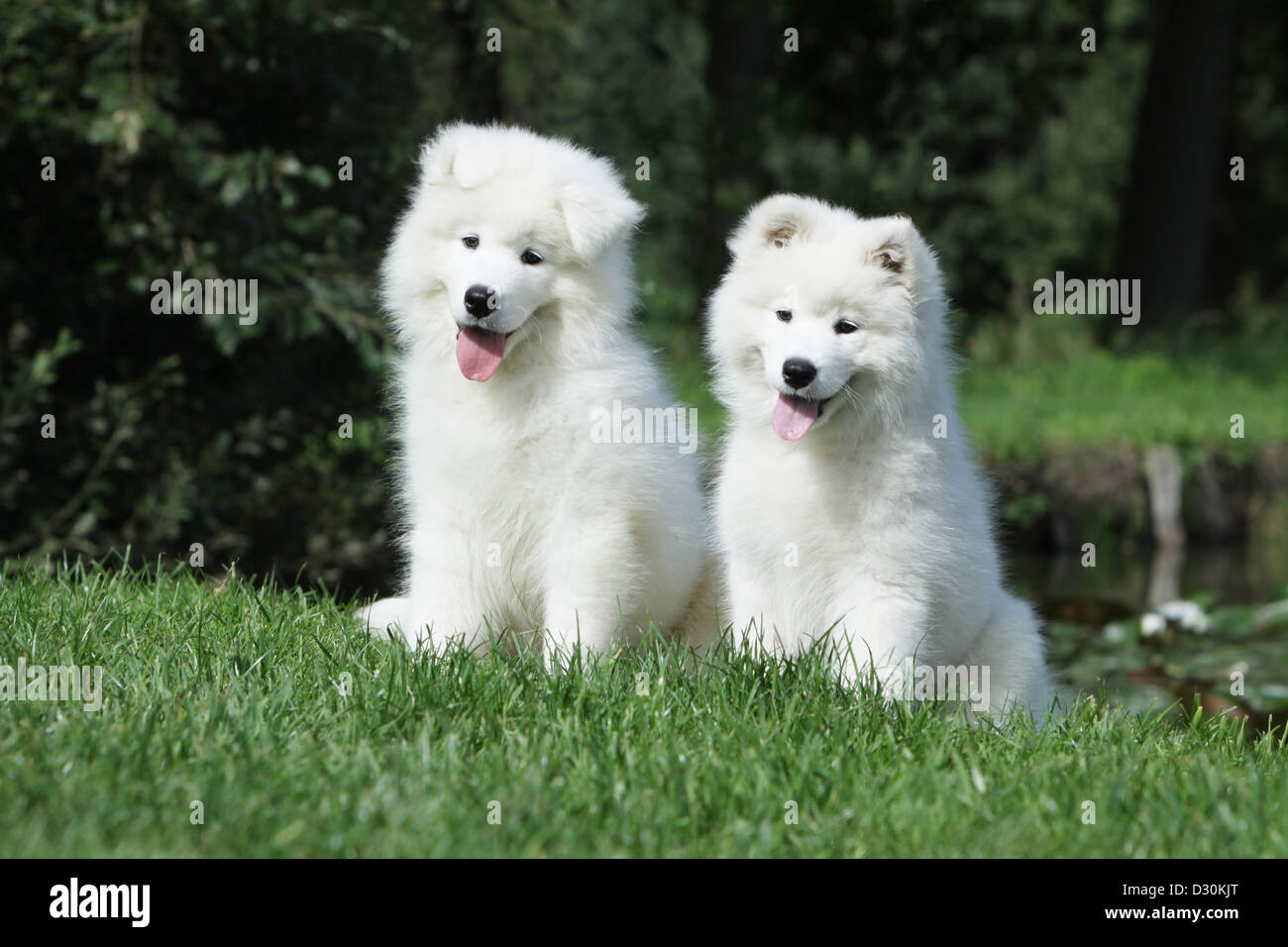 Dog Samoyed / Samojede two puppies sitting in a park Stock Photo - Alamy