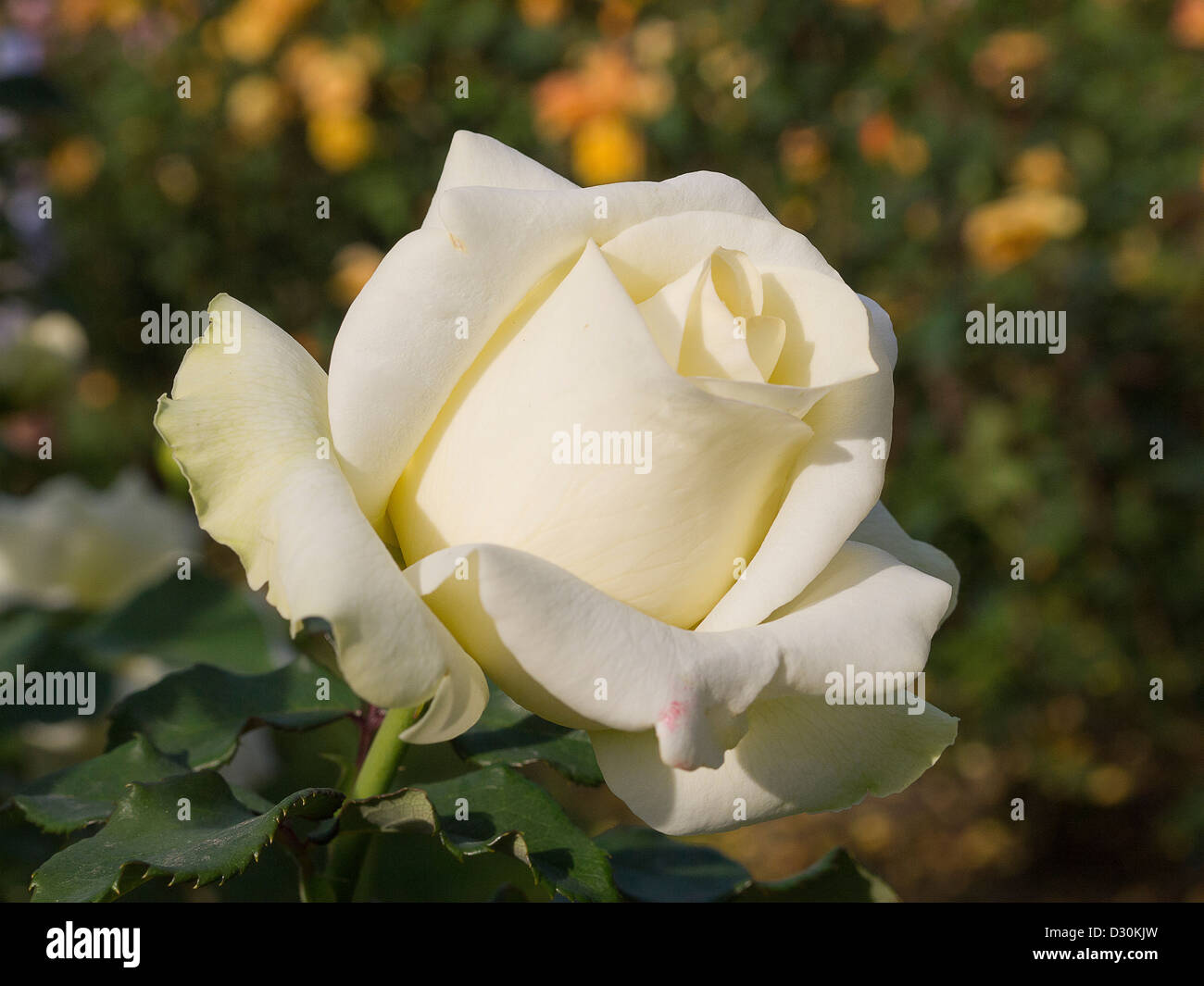 A Statue of a Royal Rosarian, or greeter, tips his hat in International ...