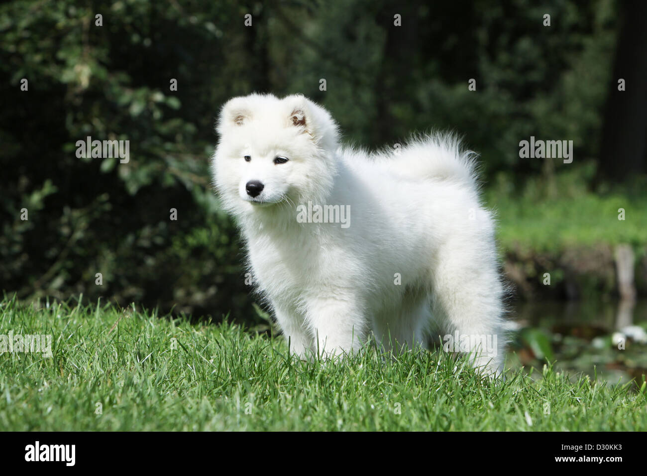 Dog Samoyed / Samojede puppy standing in a park Stock Photo - Alamy