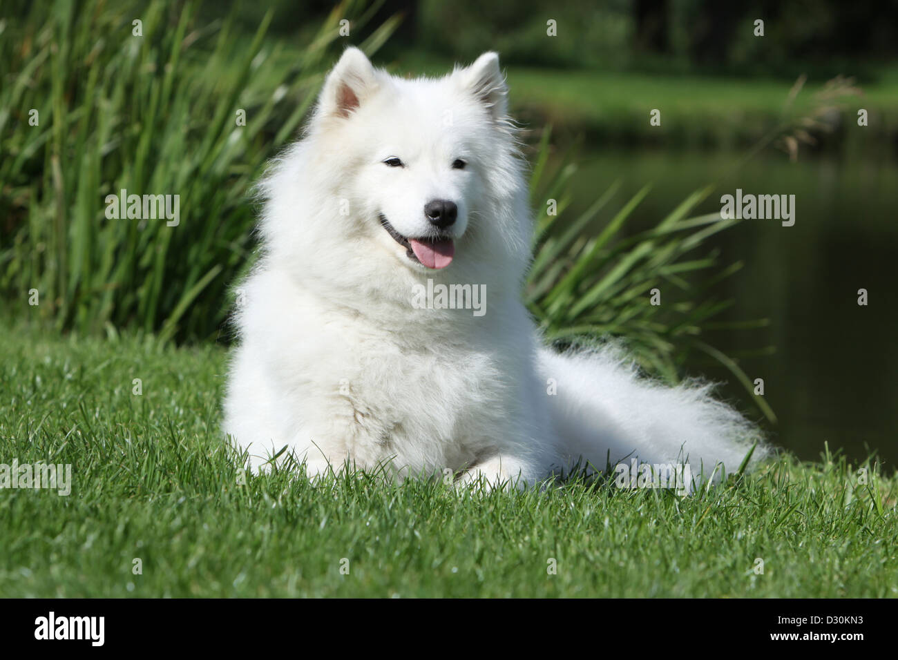 Dog Samoyed / Samojede adult lying on the edge of a pond Stock Photo ...