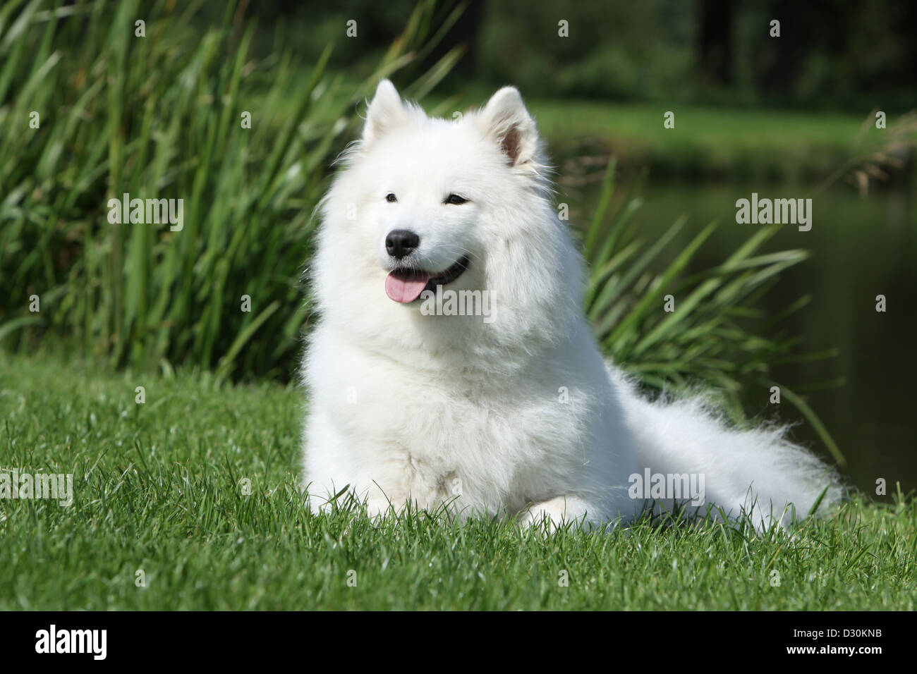 Dog Samoyed / Samojede adult lying on the edge of a pond Stock Photo ...