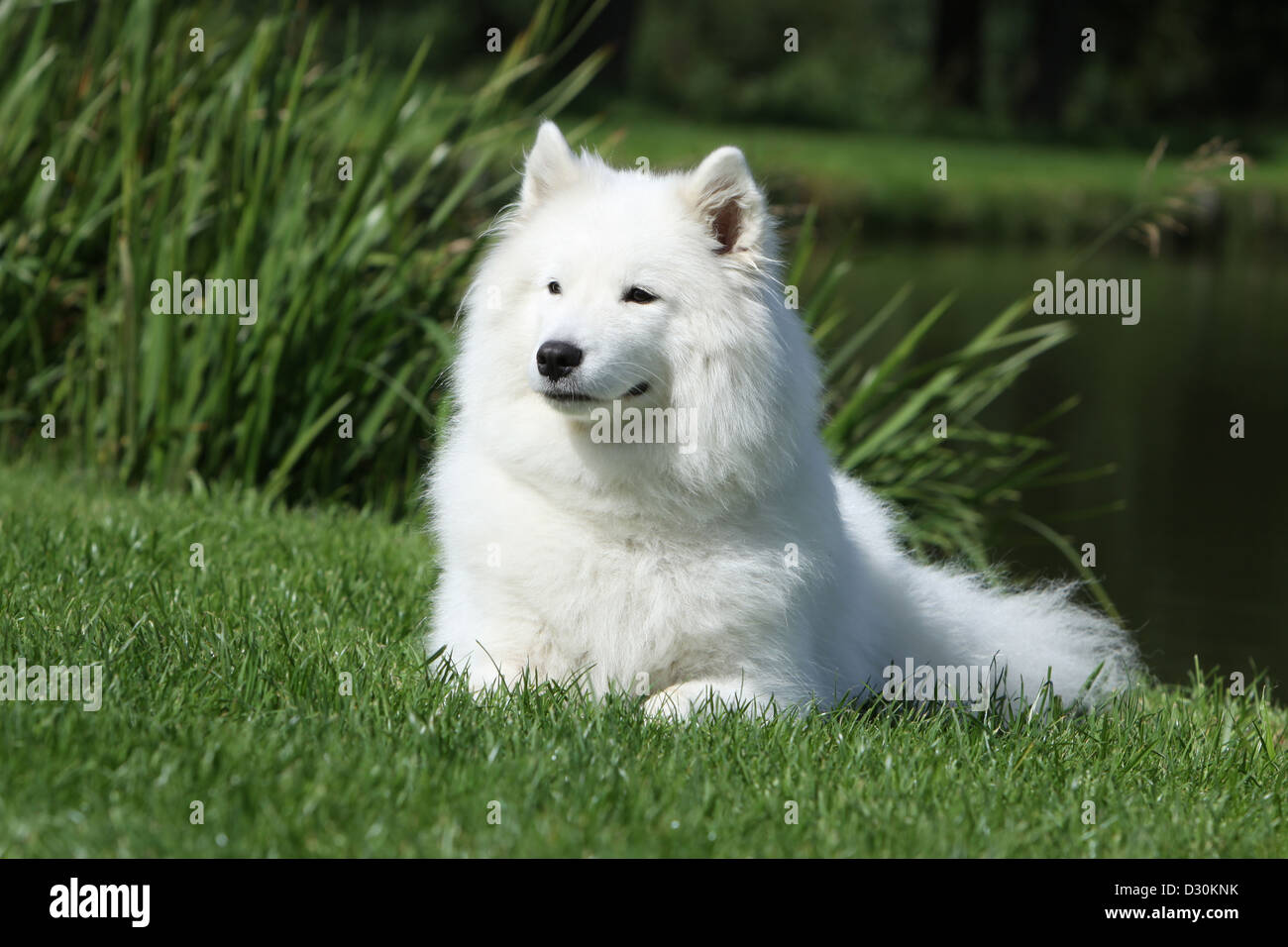 Dog Samoyed / Samojede adult lying on the edge of a pond Stock Photo ...