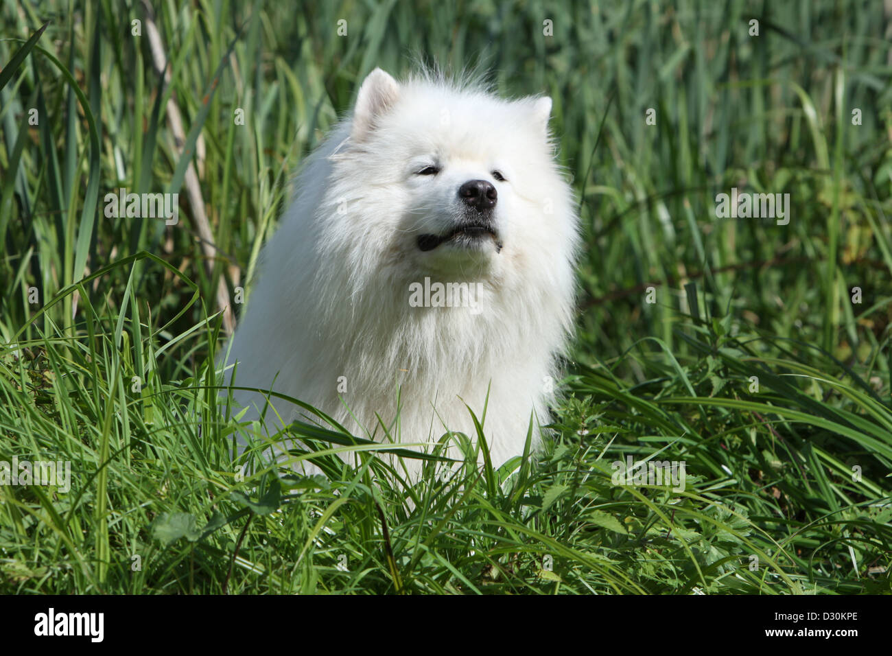 Samojede hi-res stock photography and images - Alamy