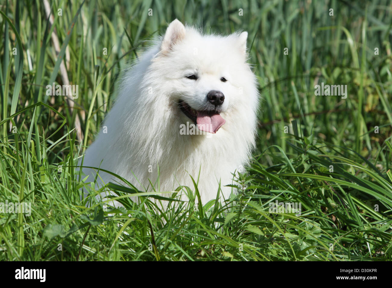 Dog Samoyed / Samojede adult portrait Stock Photo - Alamy