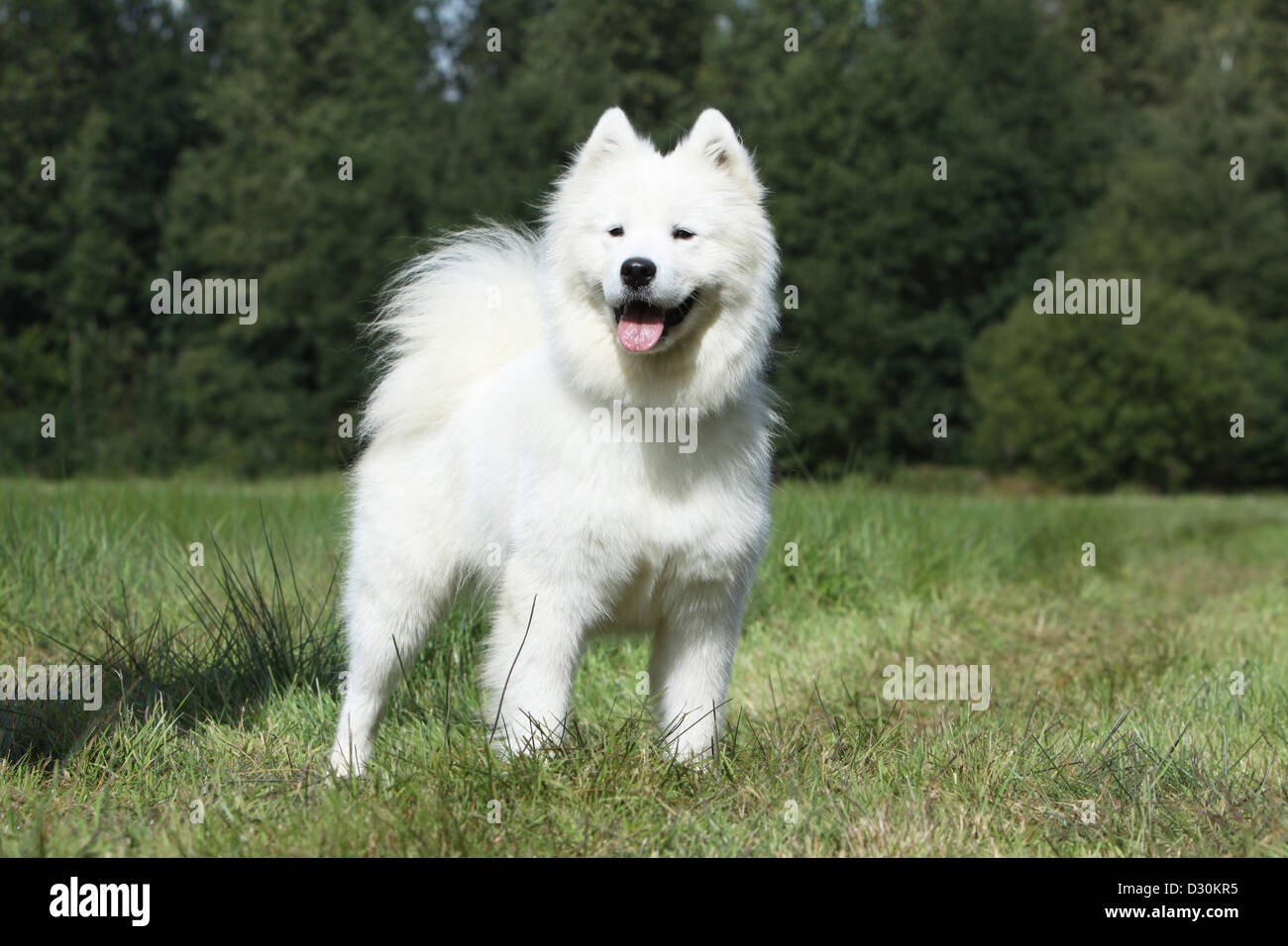 Samojede animals hi-res stock photography and images - Alamy