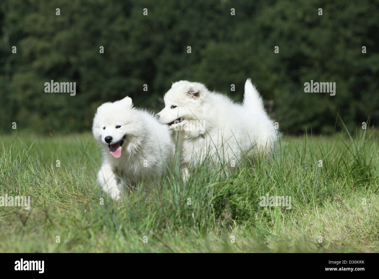Samoyeds running hi-res stock photography and images - Alamy