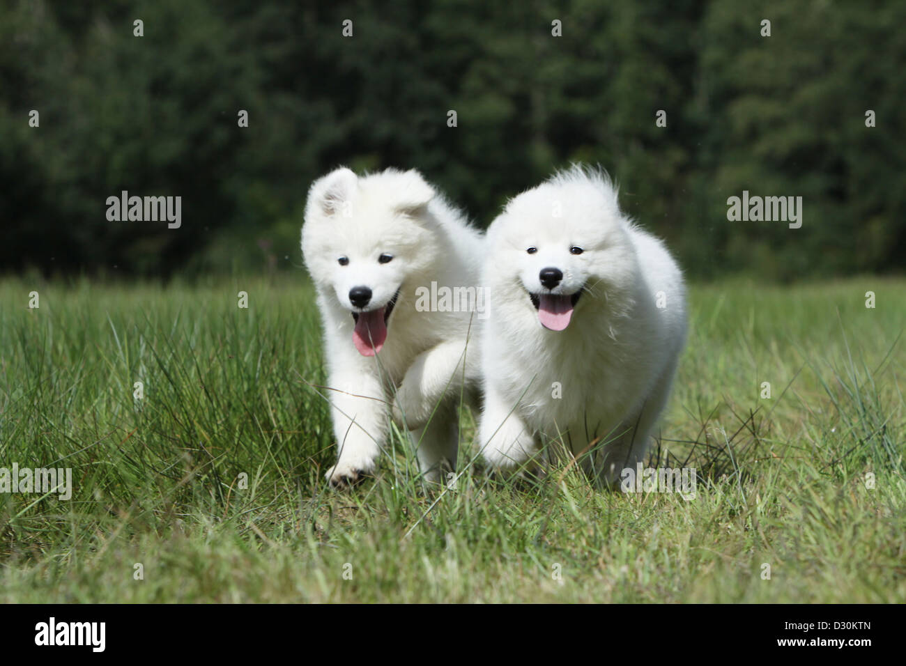 Dog Samoyed / Samojede two puppies running in a meadow Stock Photo - Alamy