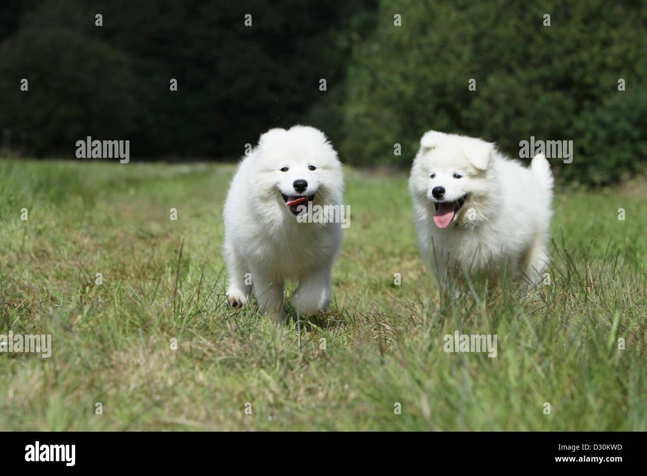 Dog Samoyed / Samojede two puppies running in a meadow Stock Photo - Alamy