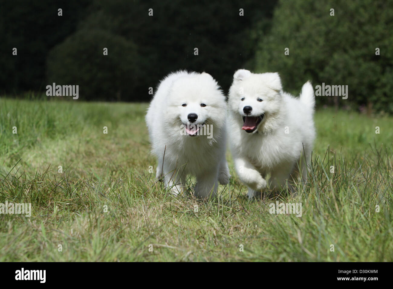 Samoyeds Running High Resolution Stock Photography and Images - Alamy