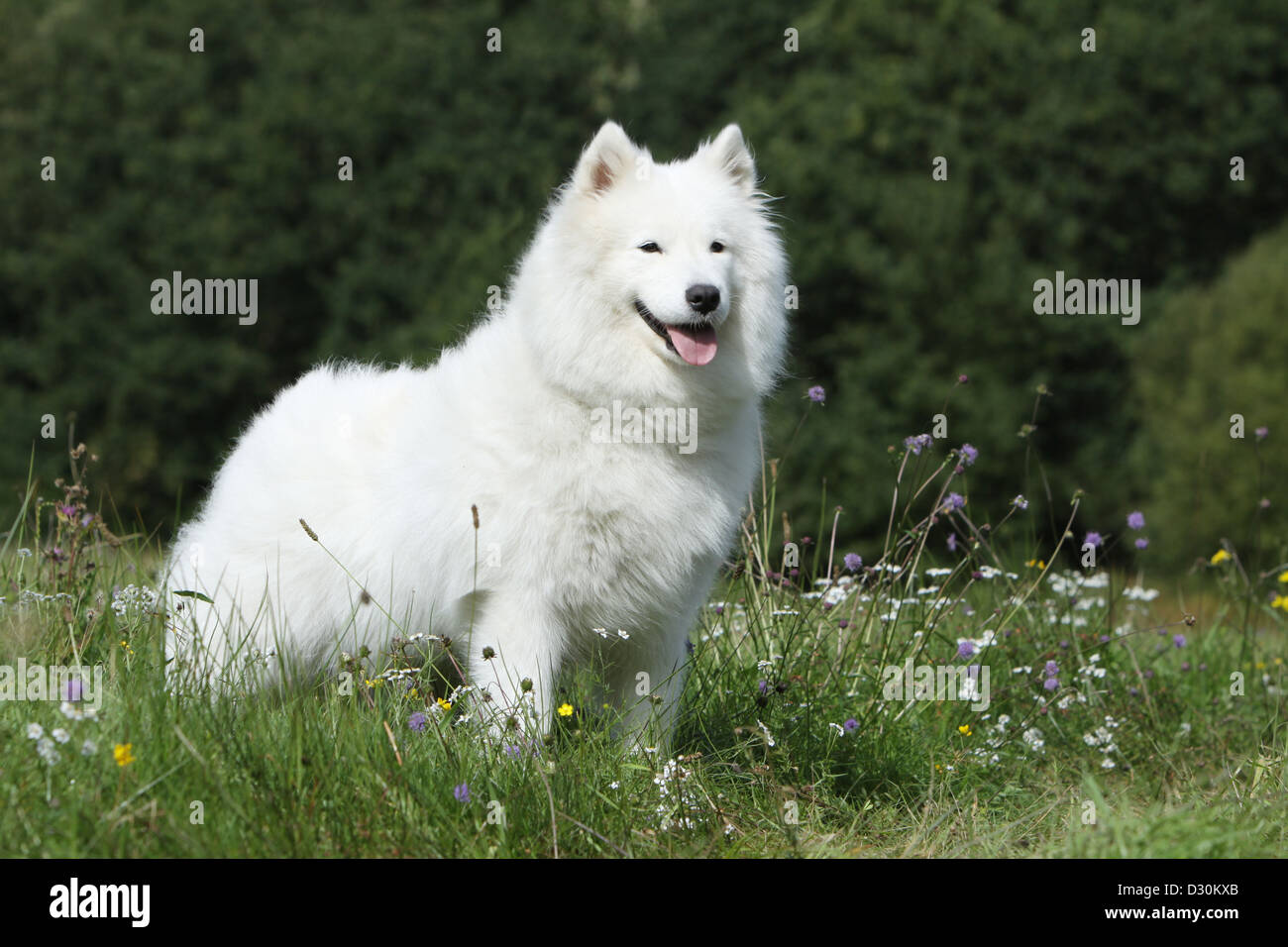 Dog Samoyed / Samojede adult standing in a meadow Stock Photo - Alamy