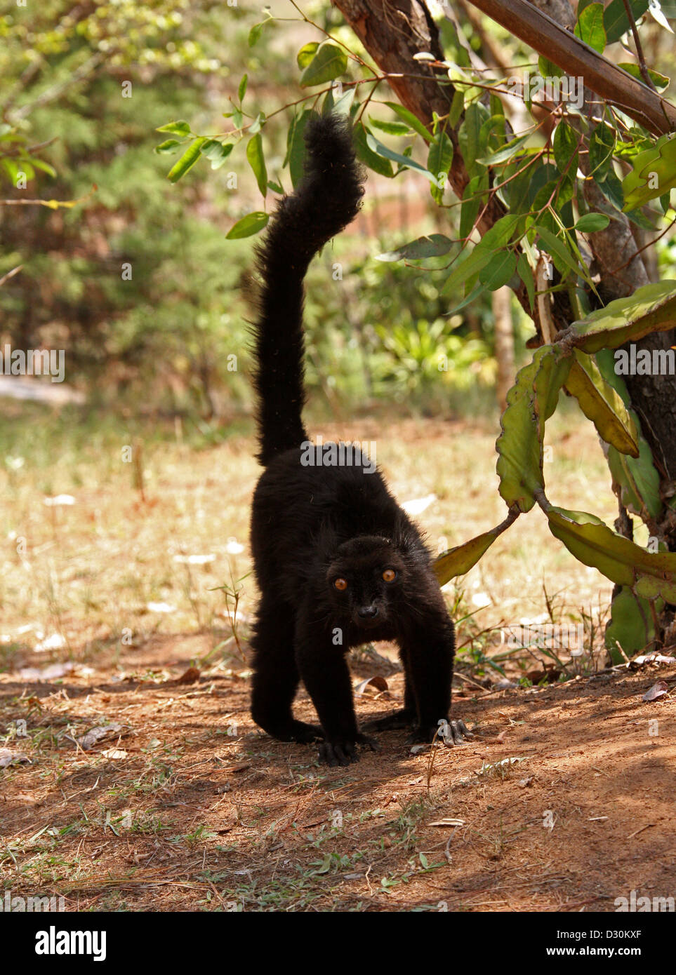 Black Lemur, Eulemur macaco macaco, Lemuridae, Primates. Madagascar ...