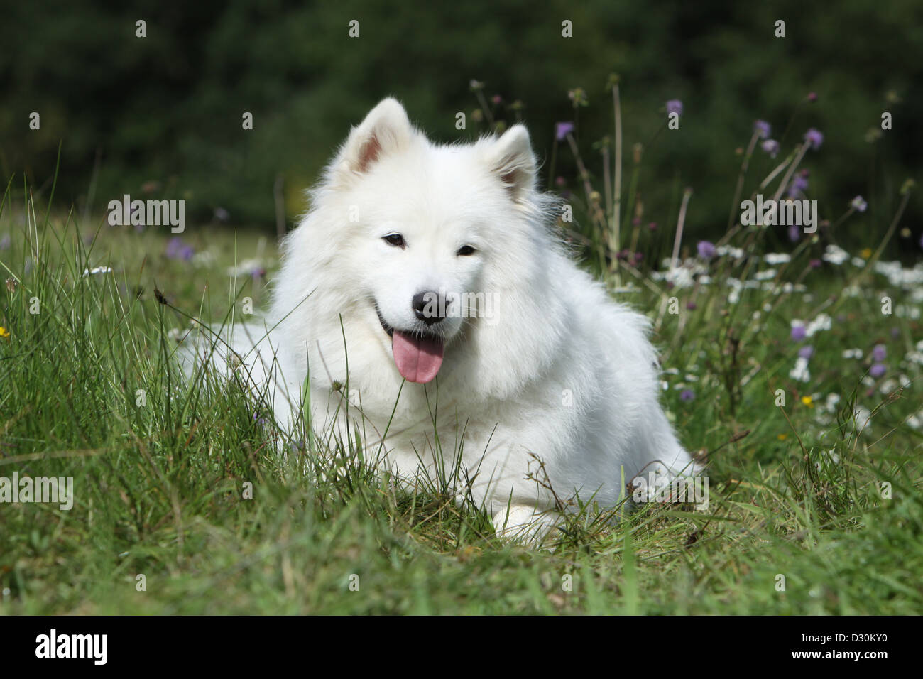 Dog Samoyed / Samojede adult lying in a meadow Stock Photo - Alamy