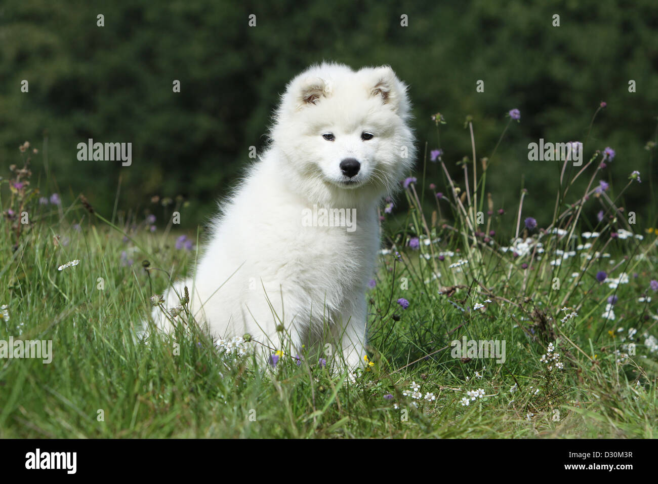 Dog Samoyed / Samojede puppy sitting in a meadow Stock Photo - Alamy