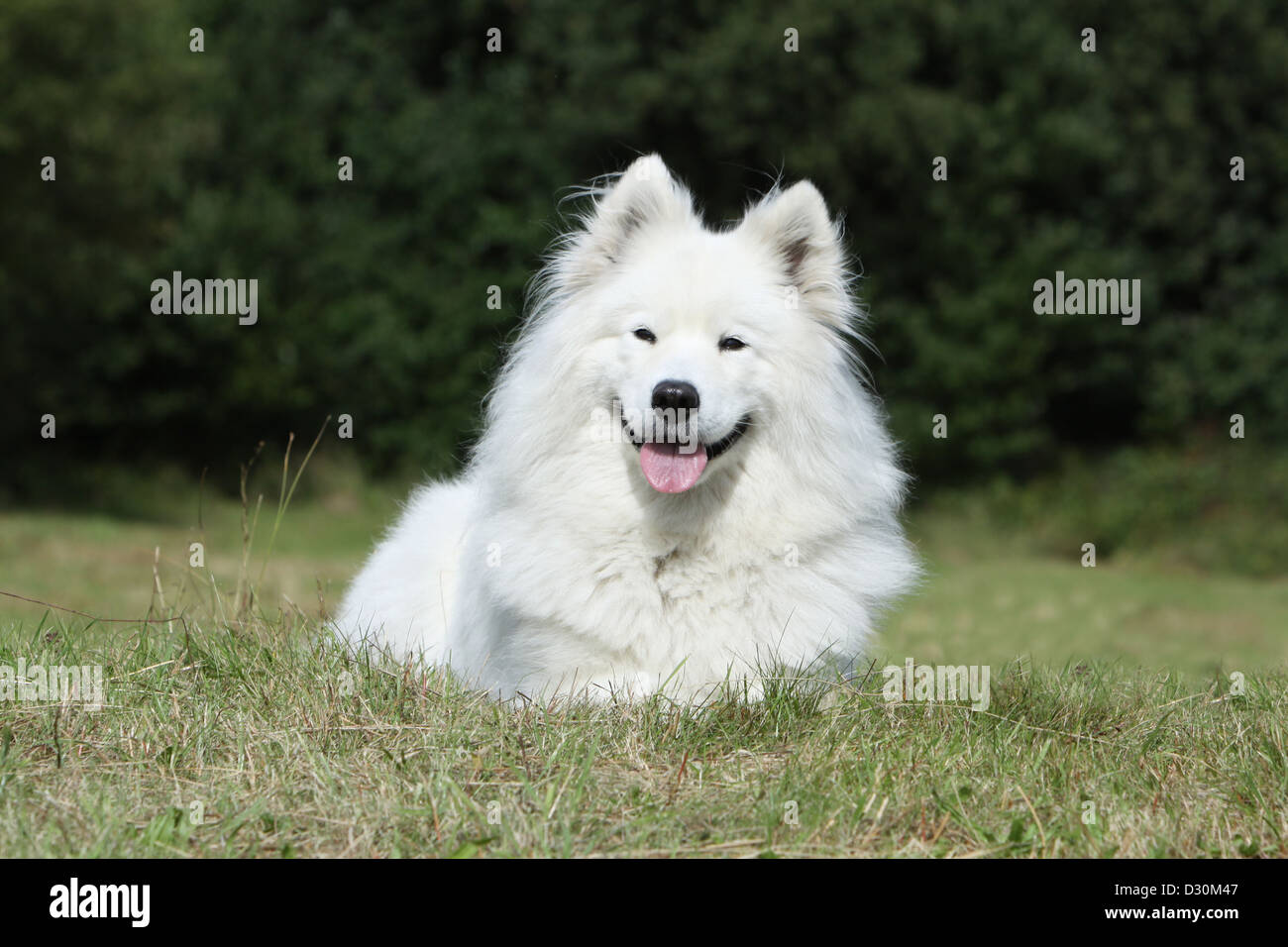 Dog Samoyed / Samojede adult lying in a meadow Stock Photo - Alamy